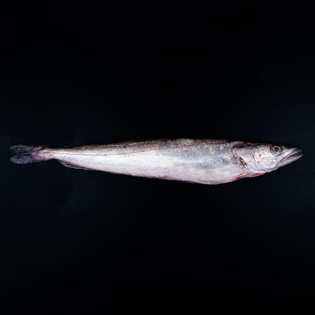 Læs fakta om kulmulen her | Hanstholm Fisk & Skaldyr