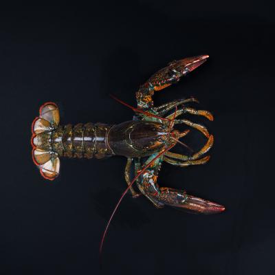 Køb billig hel hummer online » Køb med dag-til-dag levering | Hanstholm ...